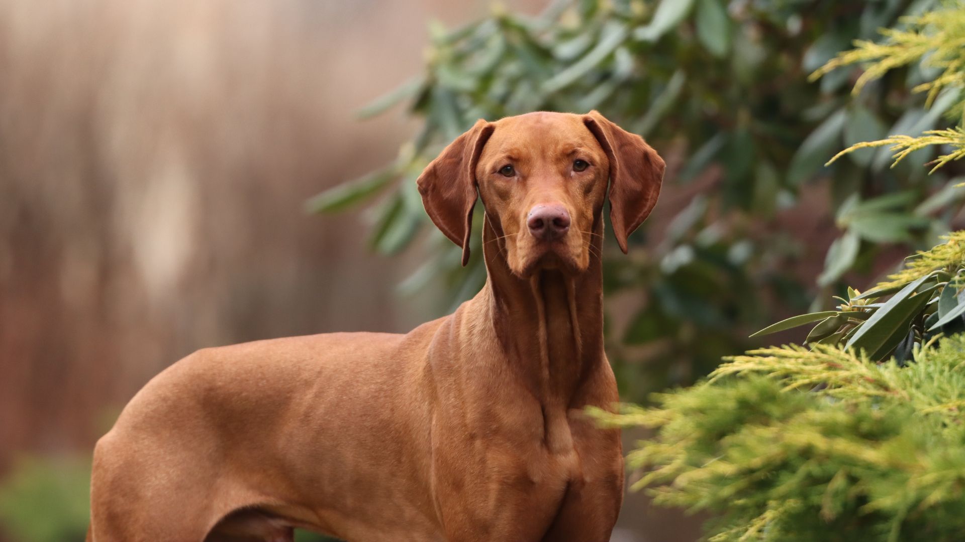 Payment Options For Veterinary Care | STATVet Animal Urgent Care